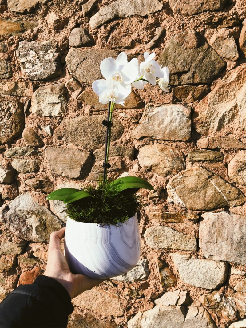 Simply Orchids - Centennial Florist