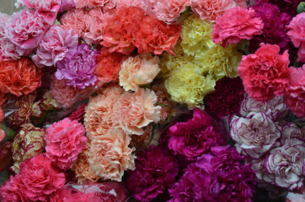 Sim Carnations - Centennial Florist