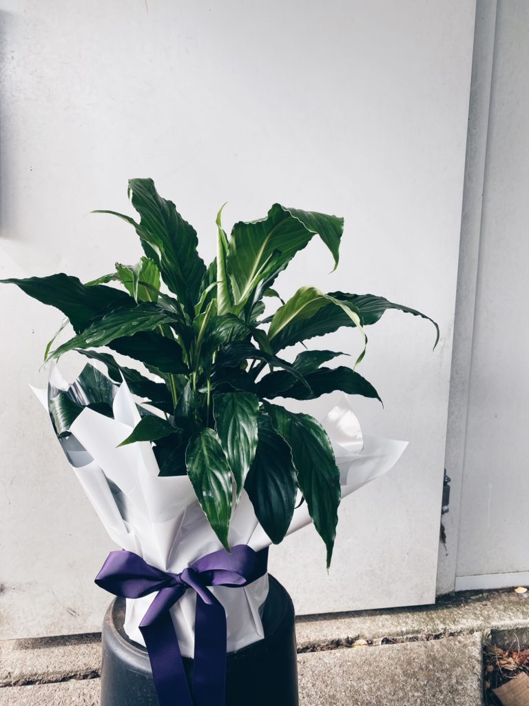 Elegant Beauty Plant - Centennial Florist